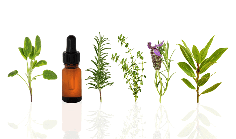 The 6 Most Powerful Antimicrobial Essential Oils - YBTT